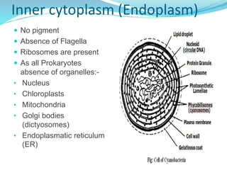 Cyanobacteria | PPTX