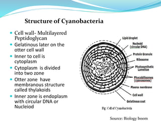 Blue Green Algae Cell Structure