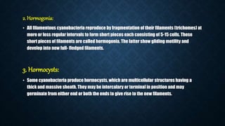 Cyanobacteria ultrastructure, and significant microcystic | PPTX