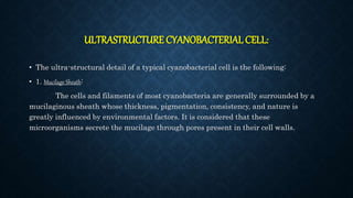 Cyanobacteria ultrastructure, and significant microcystic | PPTX