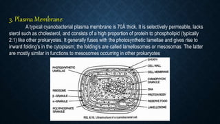 Cyanobacteria ultrastructure, and significant microcystic | PPTX