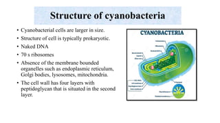 Blue Green Algae Cell Structure