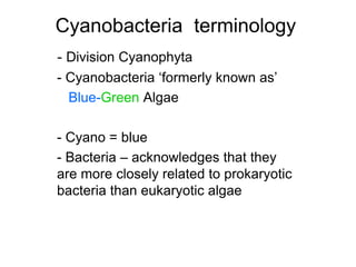 Cyanobacteria | PPT