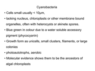 Cyanobacteria | PPT
