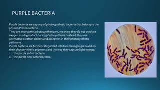 Cyanobacteria and Salient Features of it | PPT