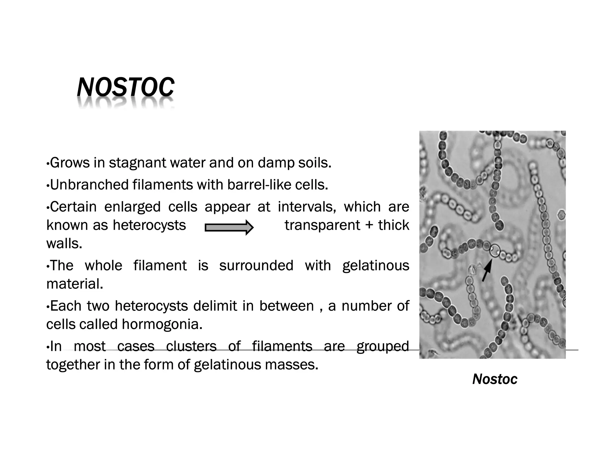 Cyanobacteria..pdf and slides with daigrams | PDF