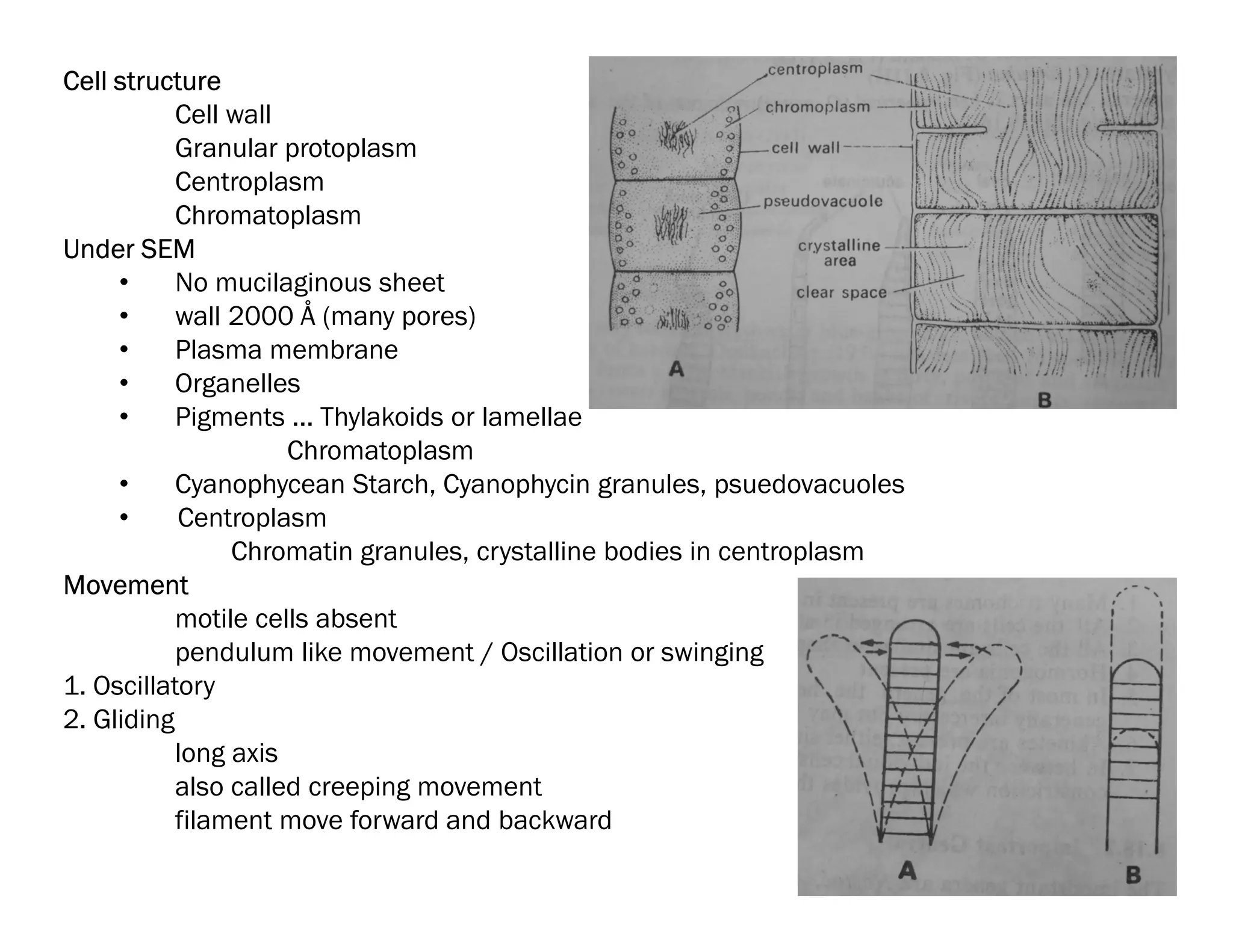 Cyanobacteria..pdf and slides with daigrams | PDF