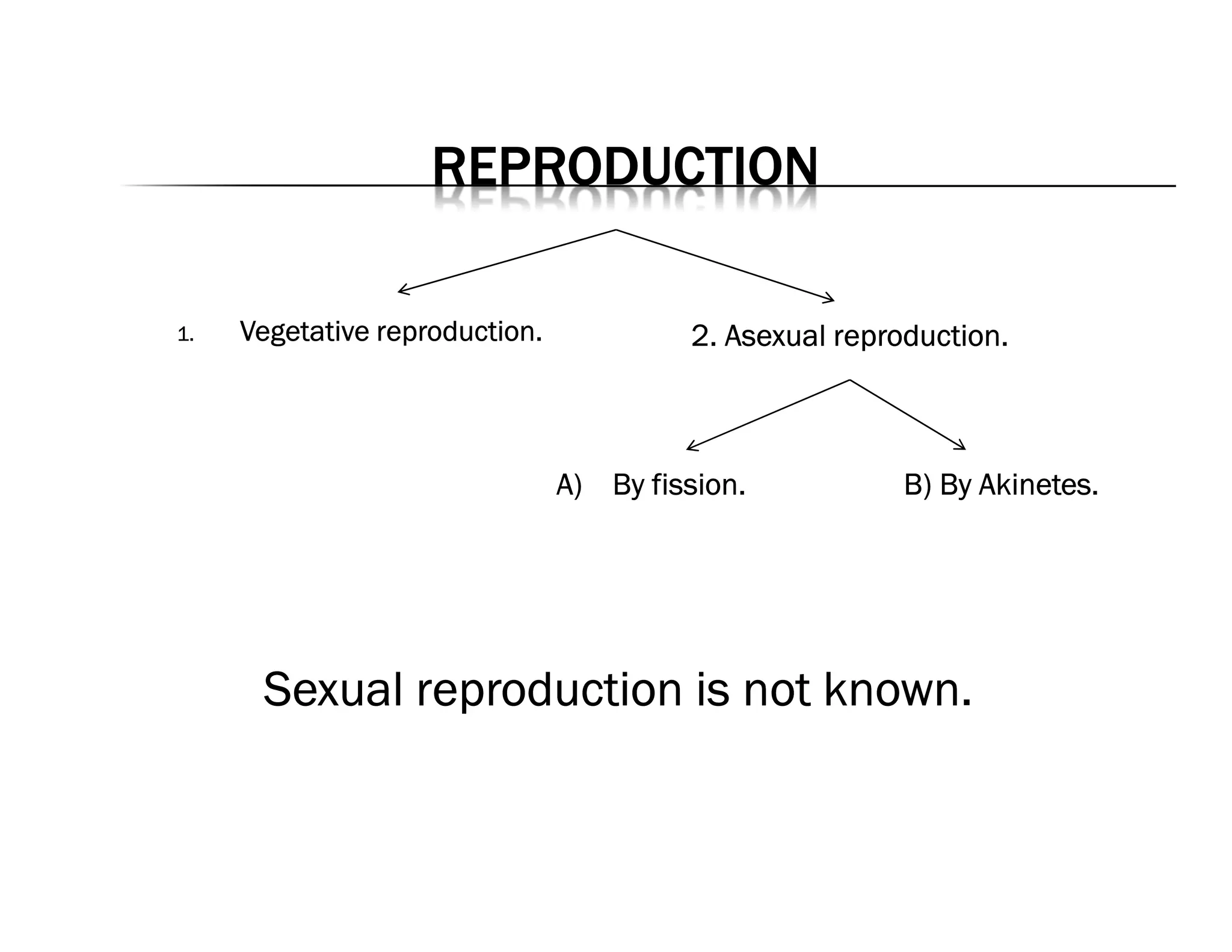 Cyanobacteria..pdf and slides with daigrams | PDF