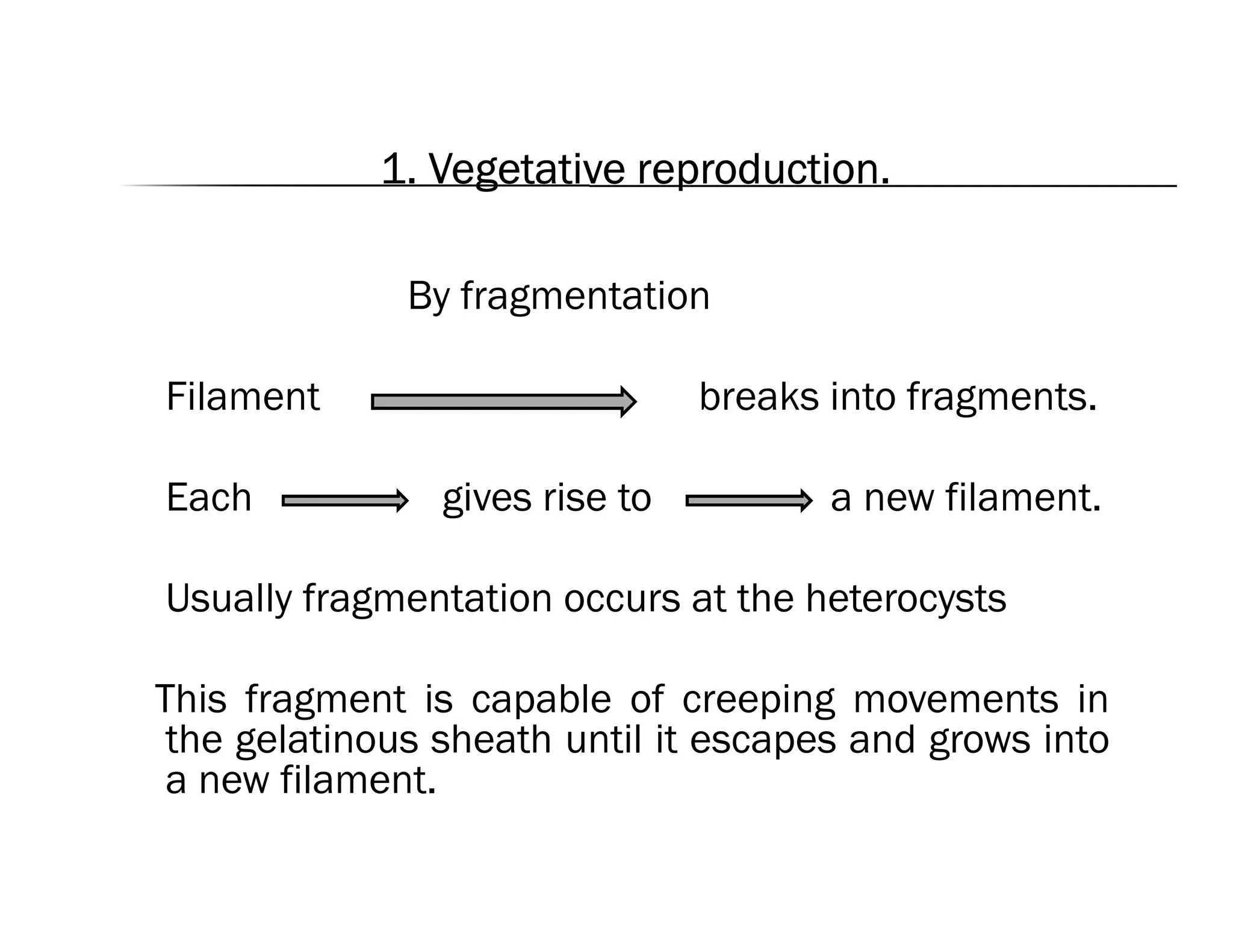 Cyanobacteria..pdf and slides with daigrams | PDF