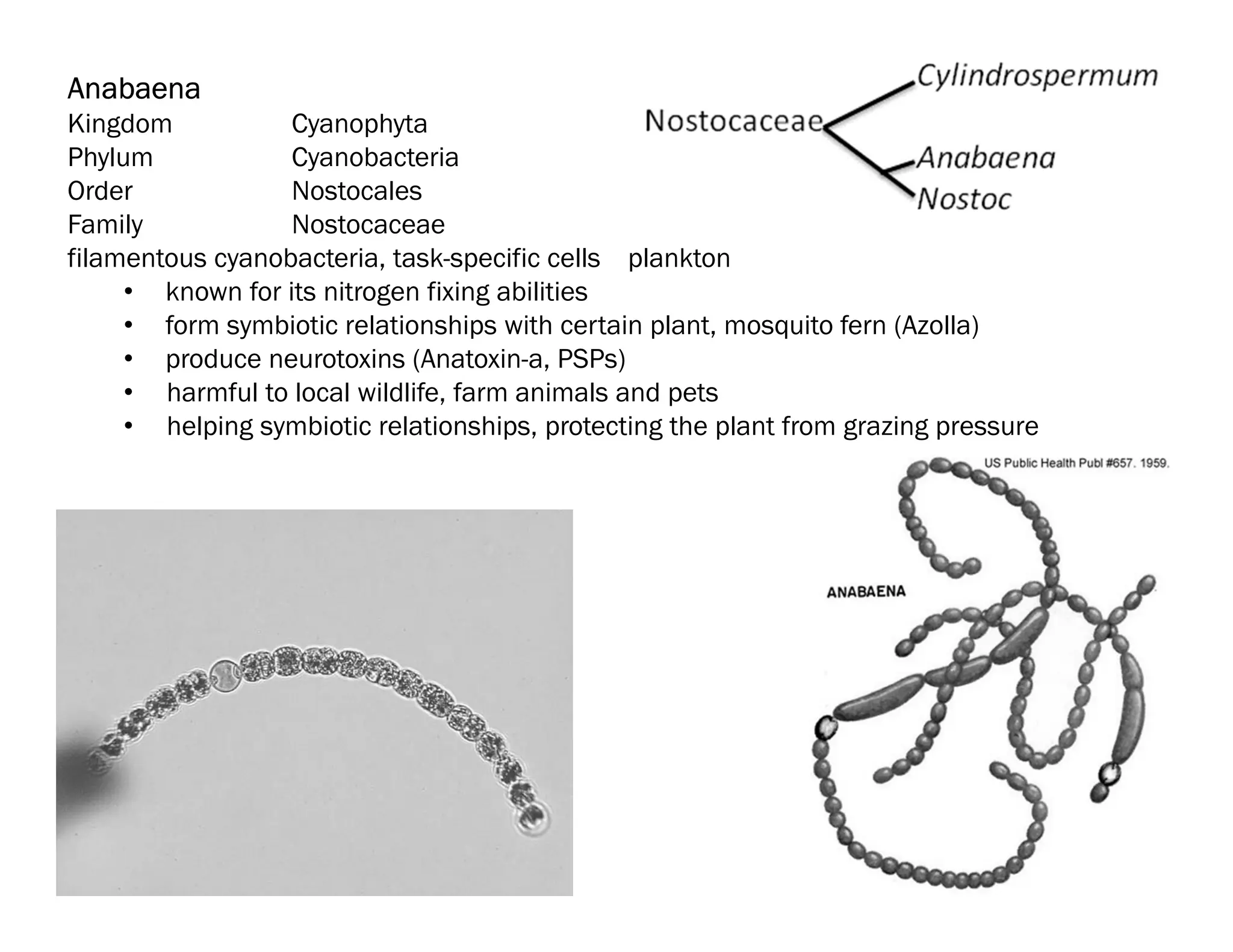 Cyanobacteria..pdf and slides with daigrams | PDF