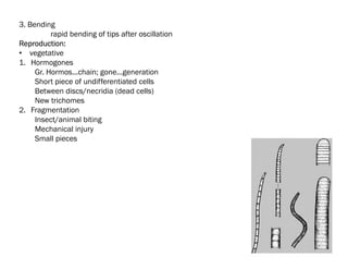 Cyanobacteria..pdf and slides with daigrams | PPT