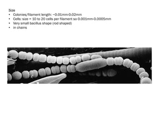 Cyanobacteria..pdf and slides with daigrams | PPT