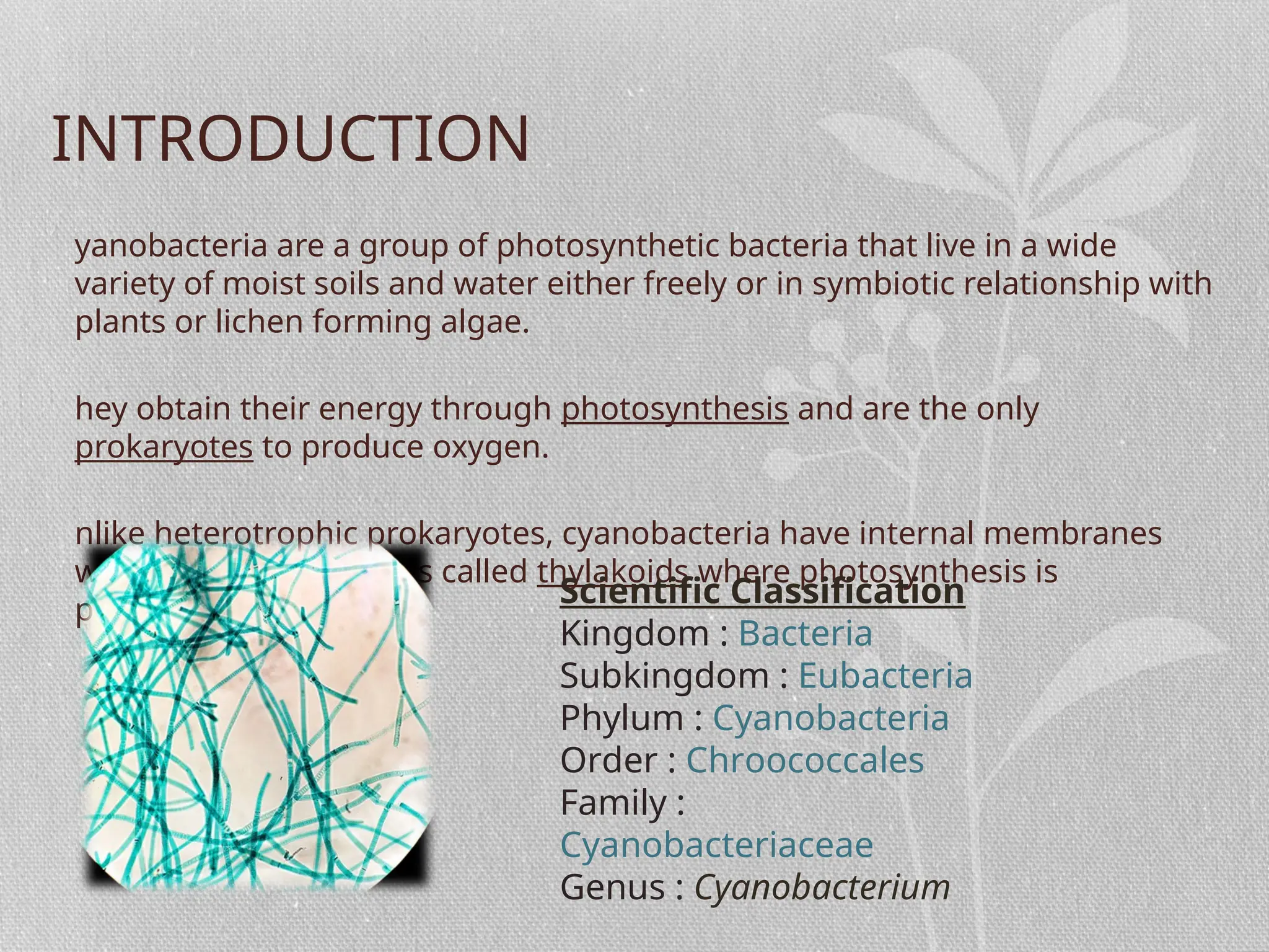 Cyanobacteria details of structure and importance | PPT