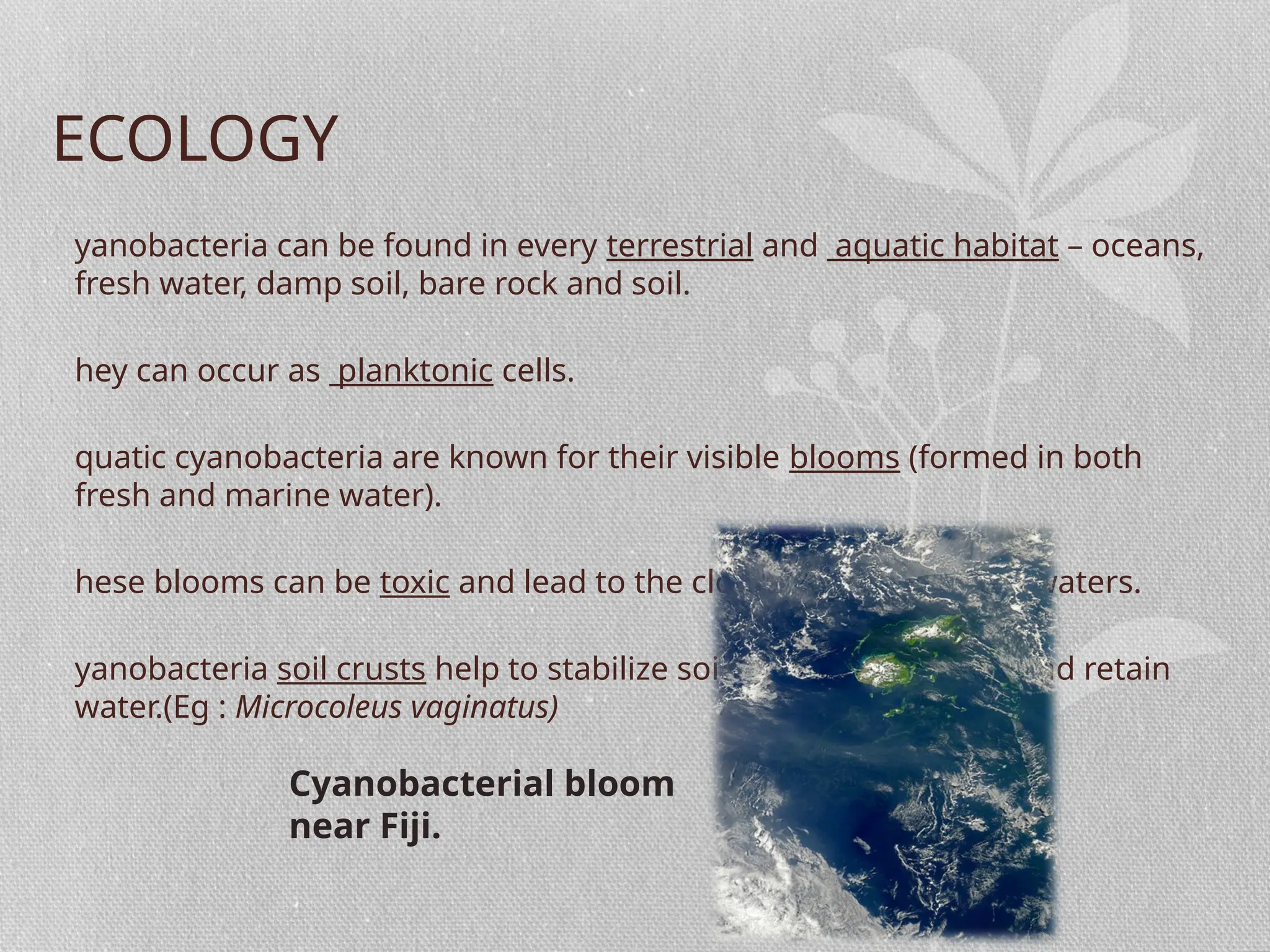 Cyanobacteria details of structure and importance | PPT