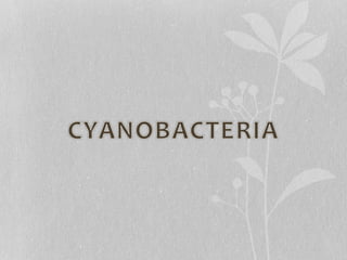 Cyanobacteria details of structure and importance | PPT
