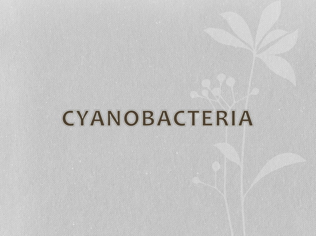 Cyanobacteria details of structure and importance | PPT