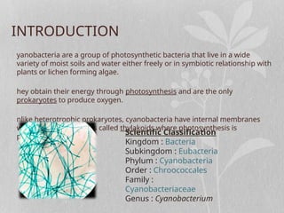 Cyanobacteria details of structure and importance | PPT