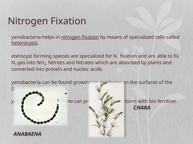 Cyanobacteria details of structure and importance | PPT