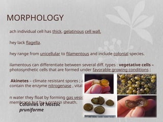 Cyanobacteria details of structure and importance | PPT