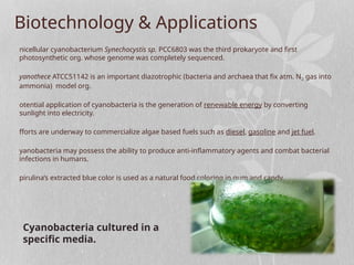 Cyanobacteria details of structure and importance | PPT