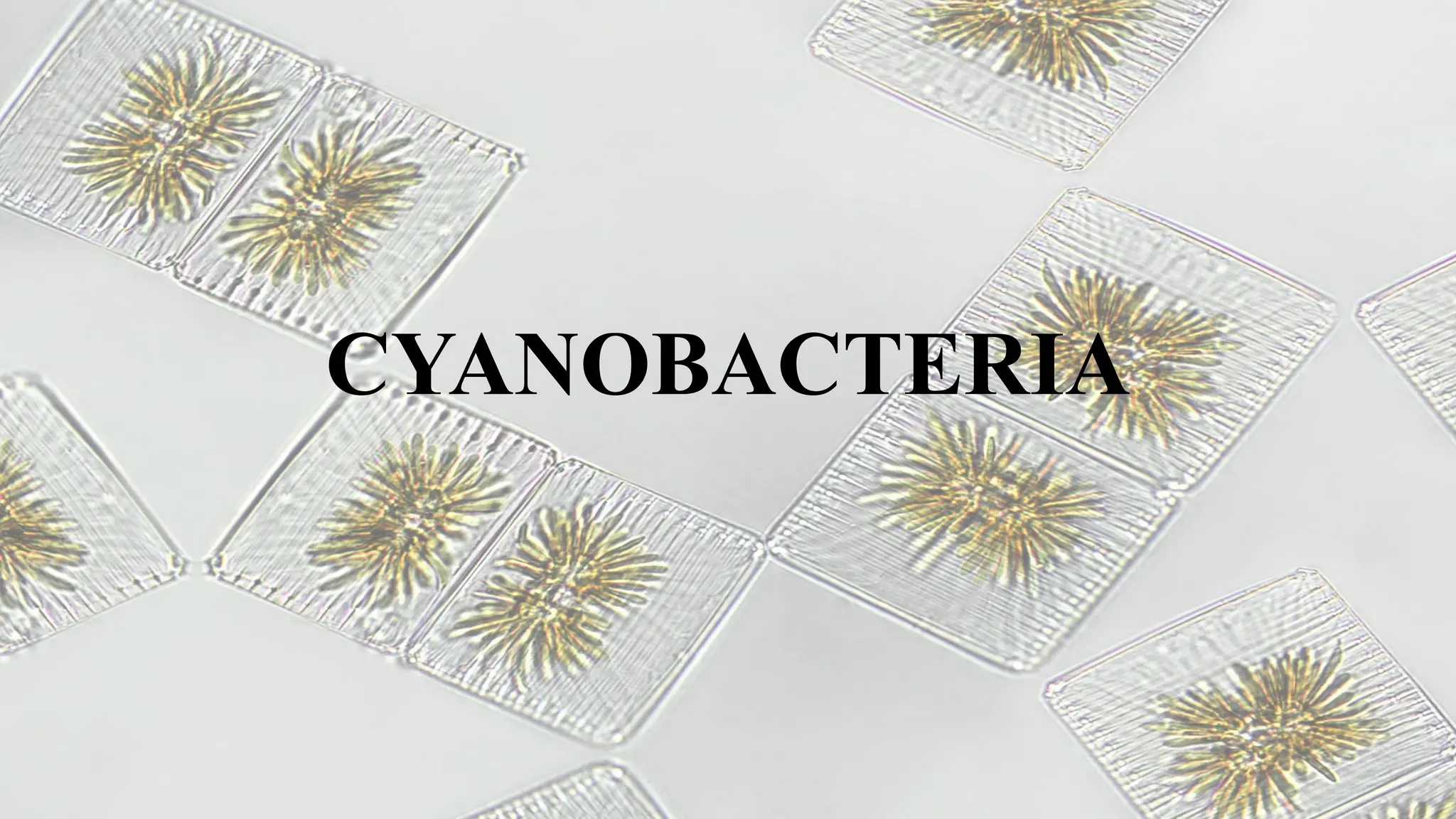CYANOBACTERIA - blue green algae - cyano toxins | PPTX