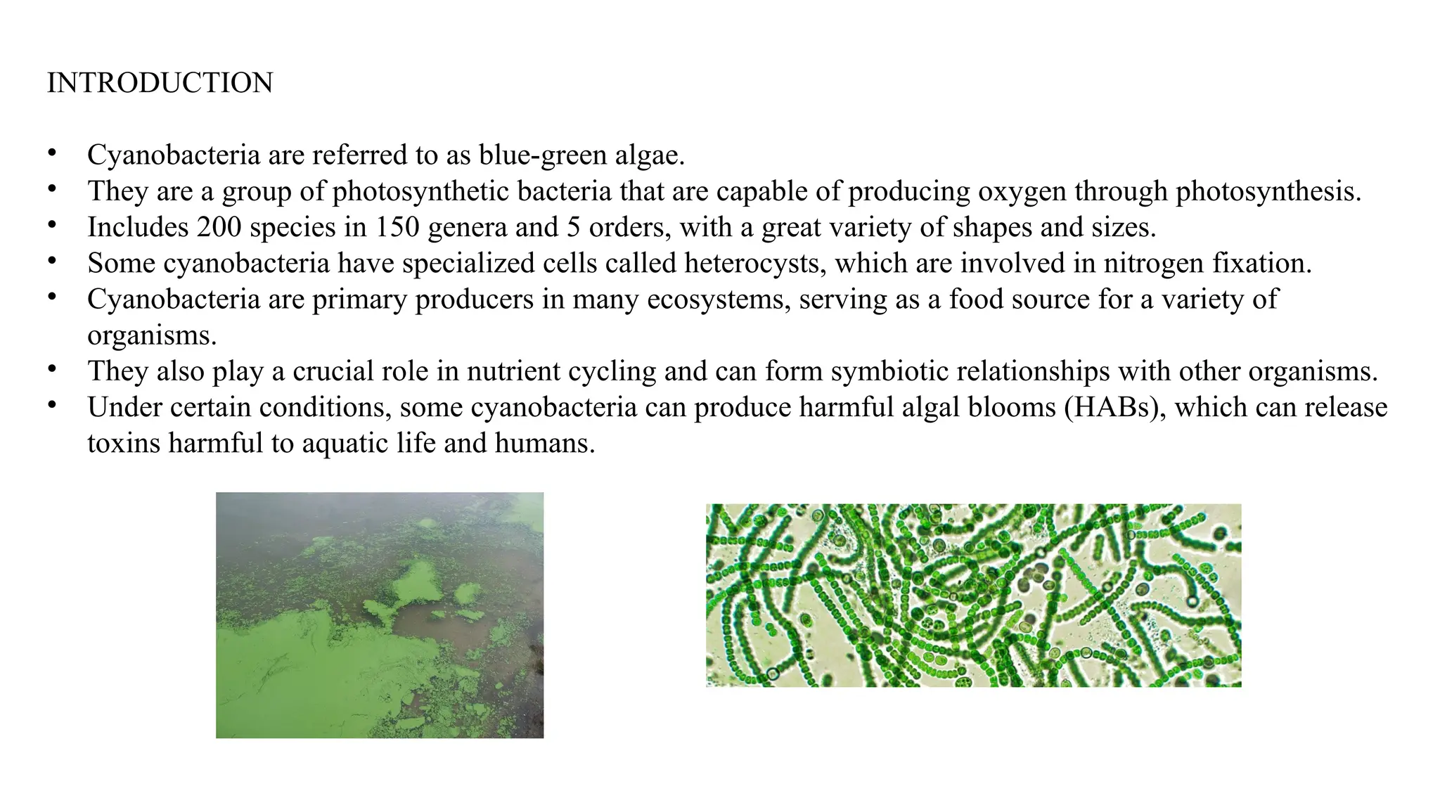 CYANOBACTERIA - blue green algae - cyano toxins | PPTX