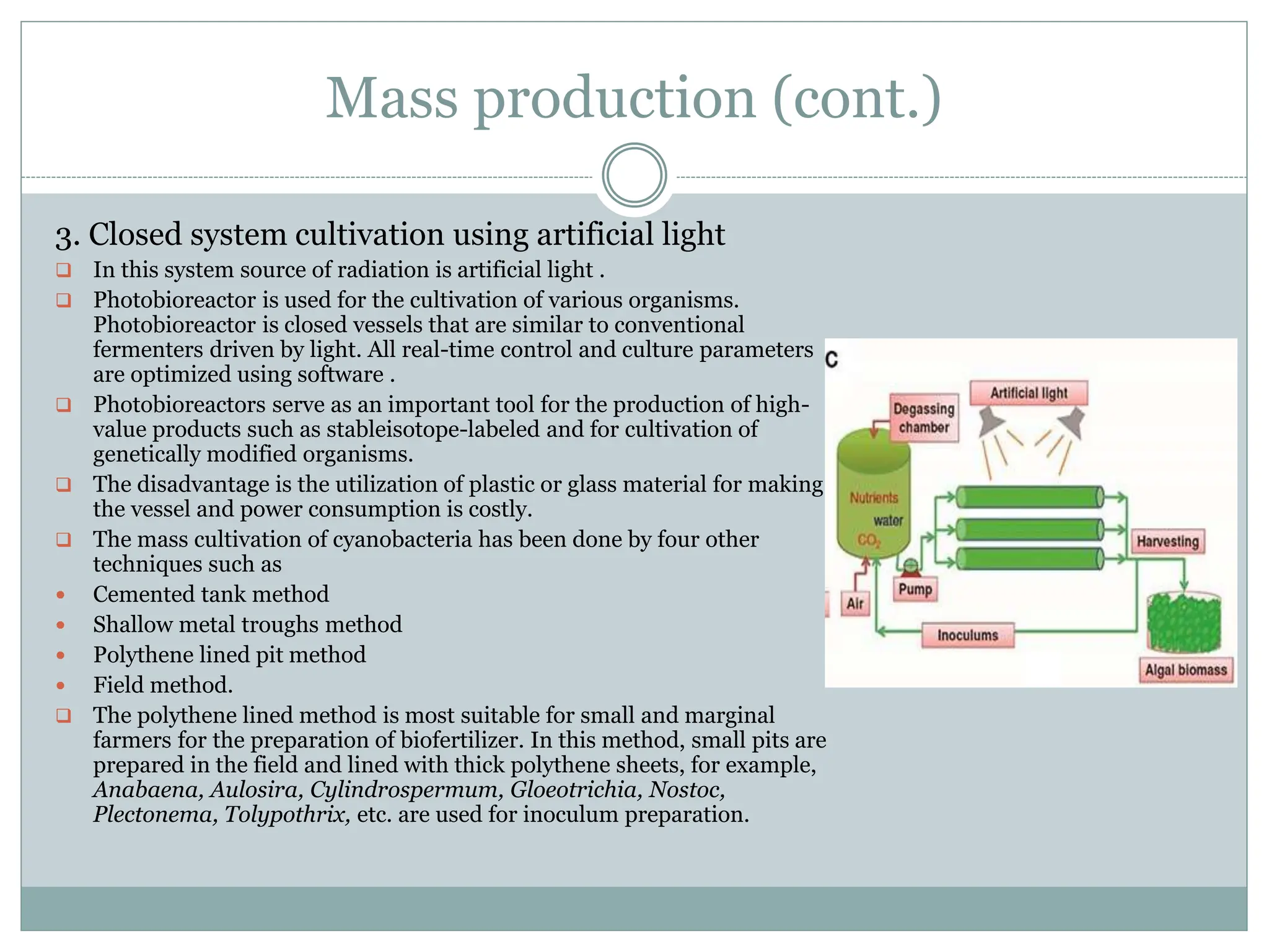 Cyanobacteria as a Biofertilizer (BY- Ayushi).pptx
