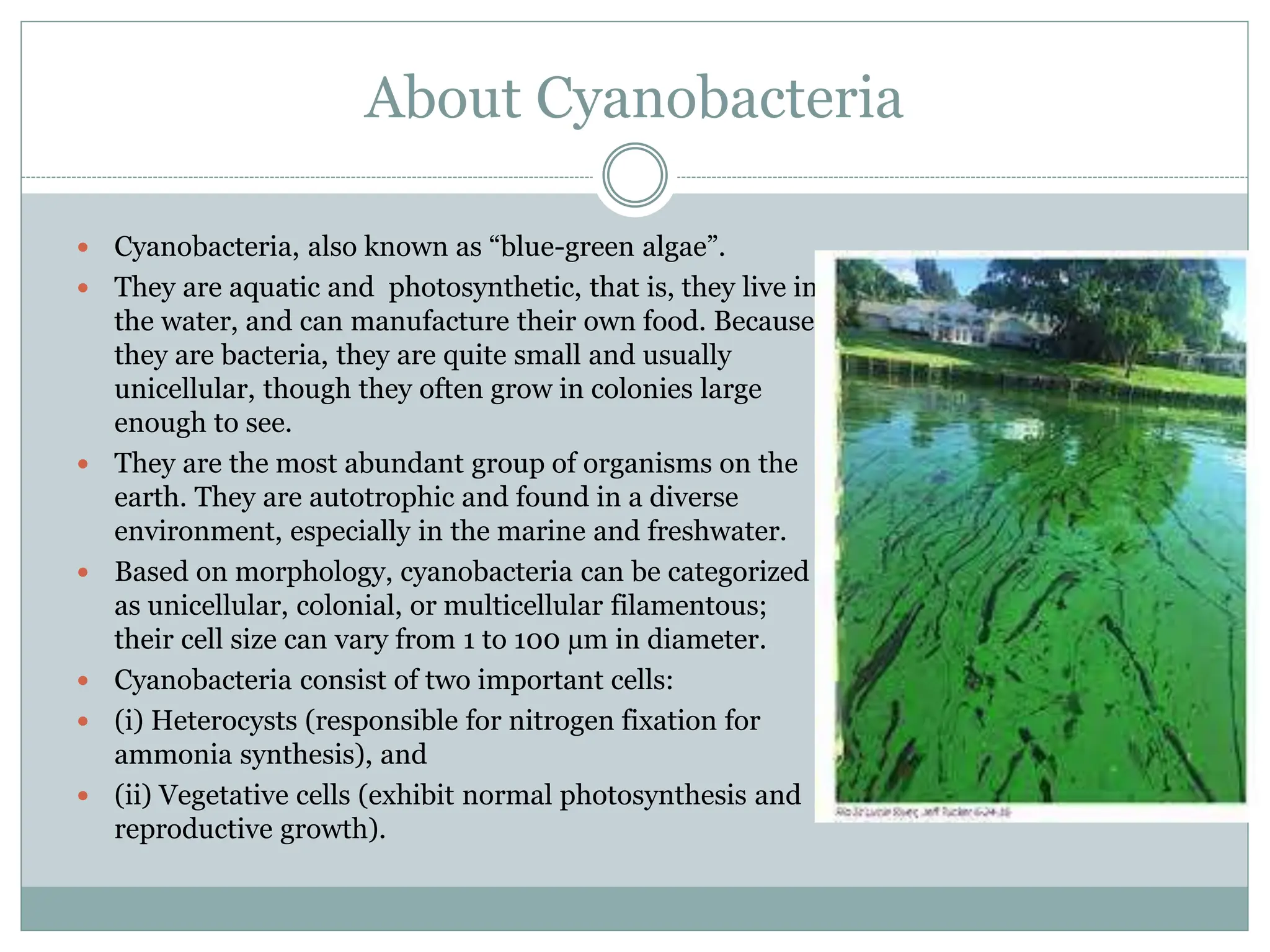 Cyanobacteria as a Biofertilizer (BY- Ayushi).pptx