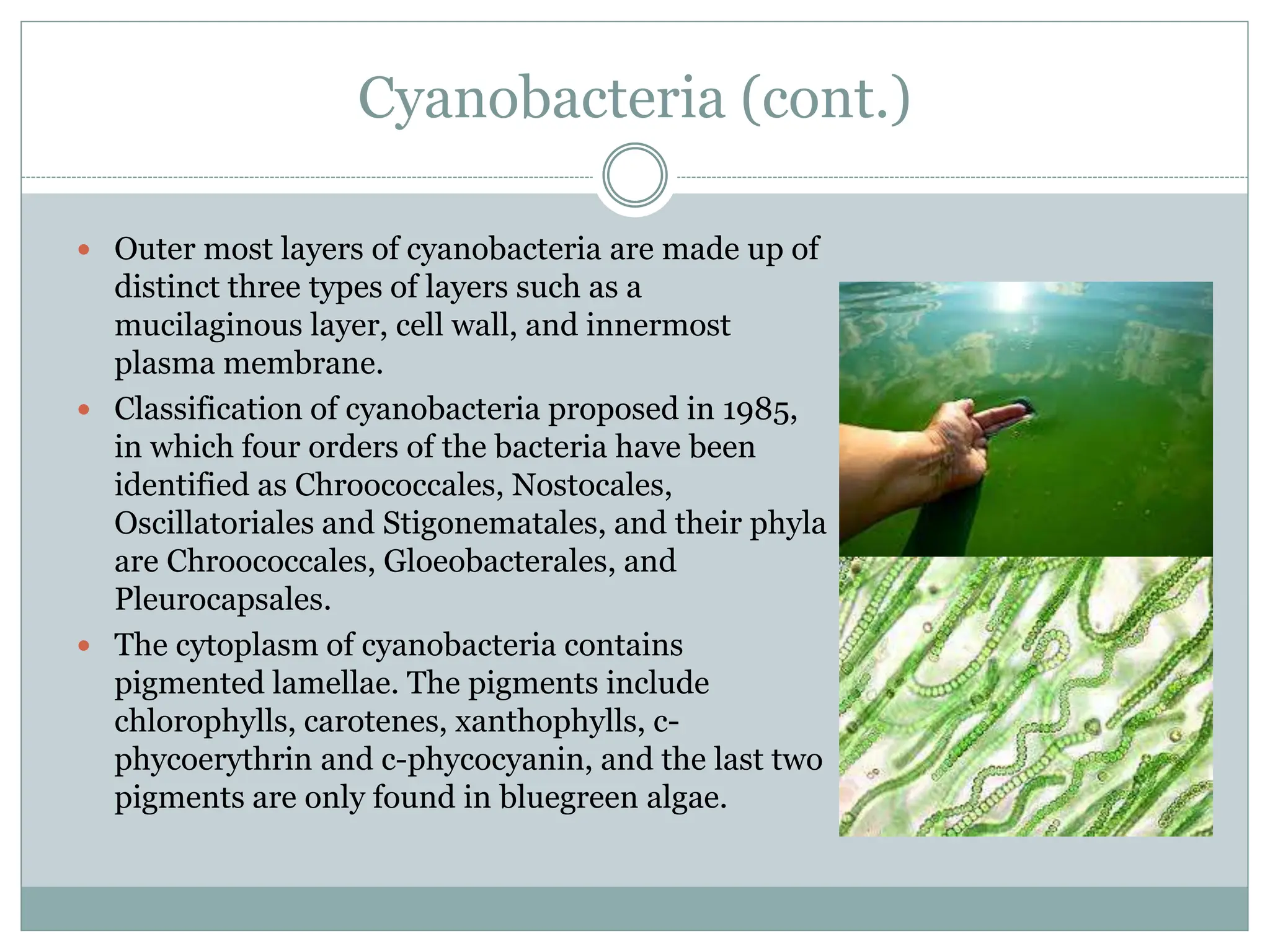 Cyanobacteria as a Biofertilizer (BY- Ayushi).pptx