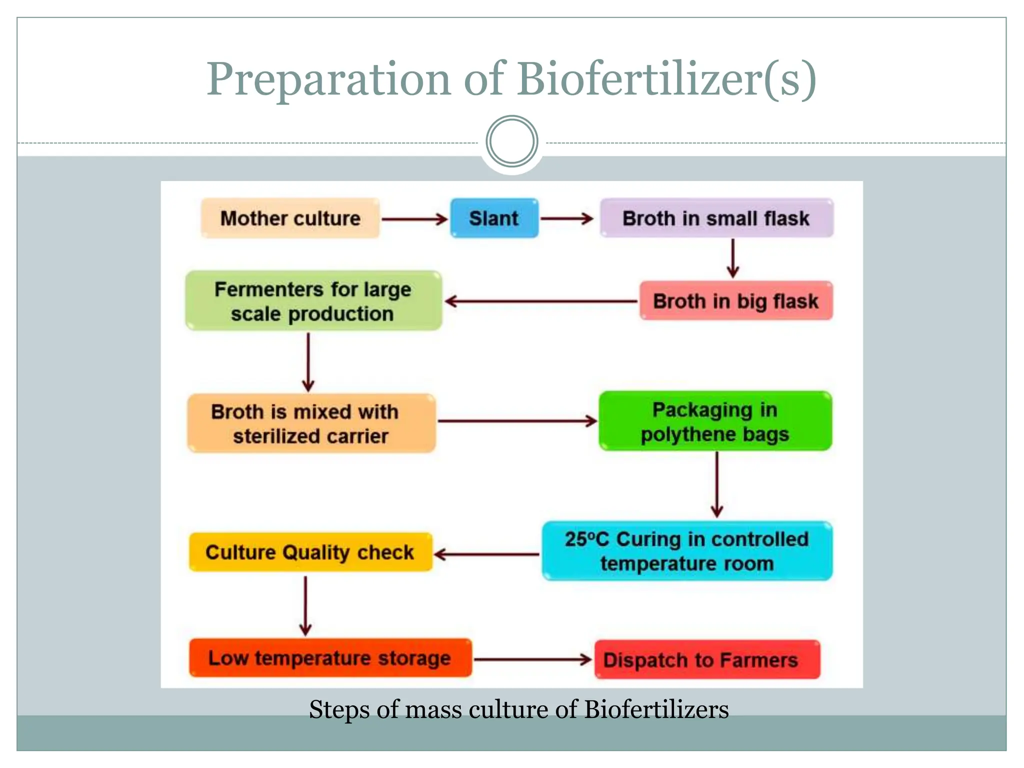 Cyanobacteria as a Biofertilizer (BY- Ayushi).pptx