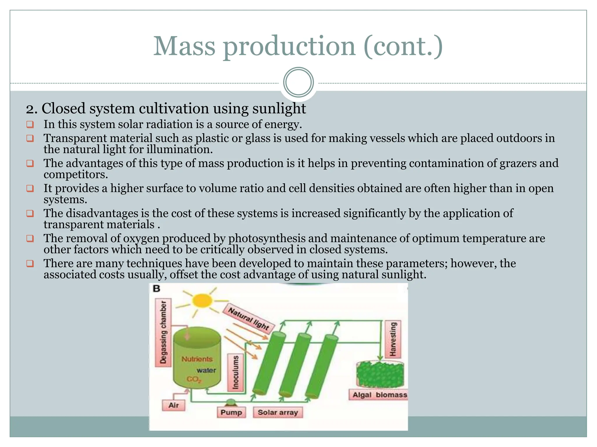 Cyanobacteria as a Biofertilizer (BY- Ayushi).pptx