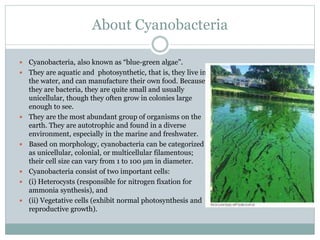 Cyanobacteria as a Biofertilizer (BY- Ayushi).pptx