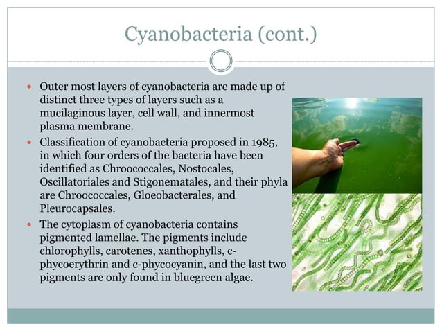 Cyanobacteria as a Biofertilizer (BY- Ayushi).pptx | Agriculture ...
