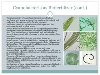 Cyanobacteria as a Biofertilizer (BY- Ayushi).pptx