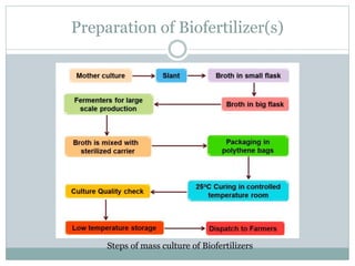 Cyanobacteria as a Biofertilizer (BY- Ayushi).pptx