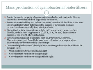 Cyanobacteria as a Biofertilizer (BY- Ayushi).pptx