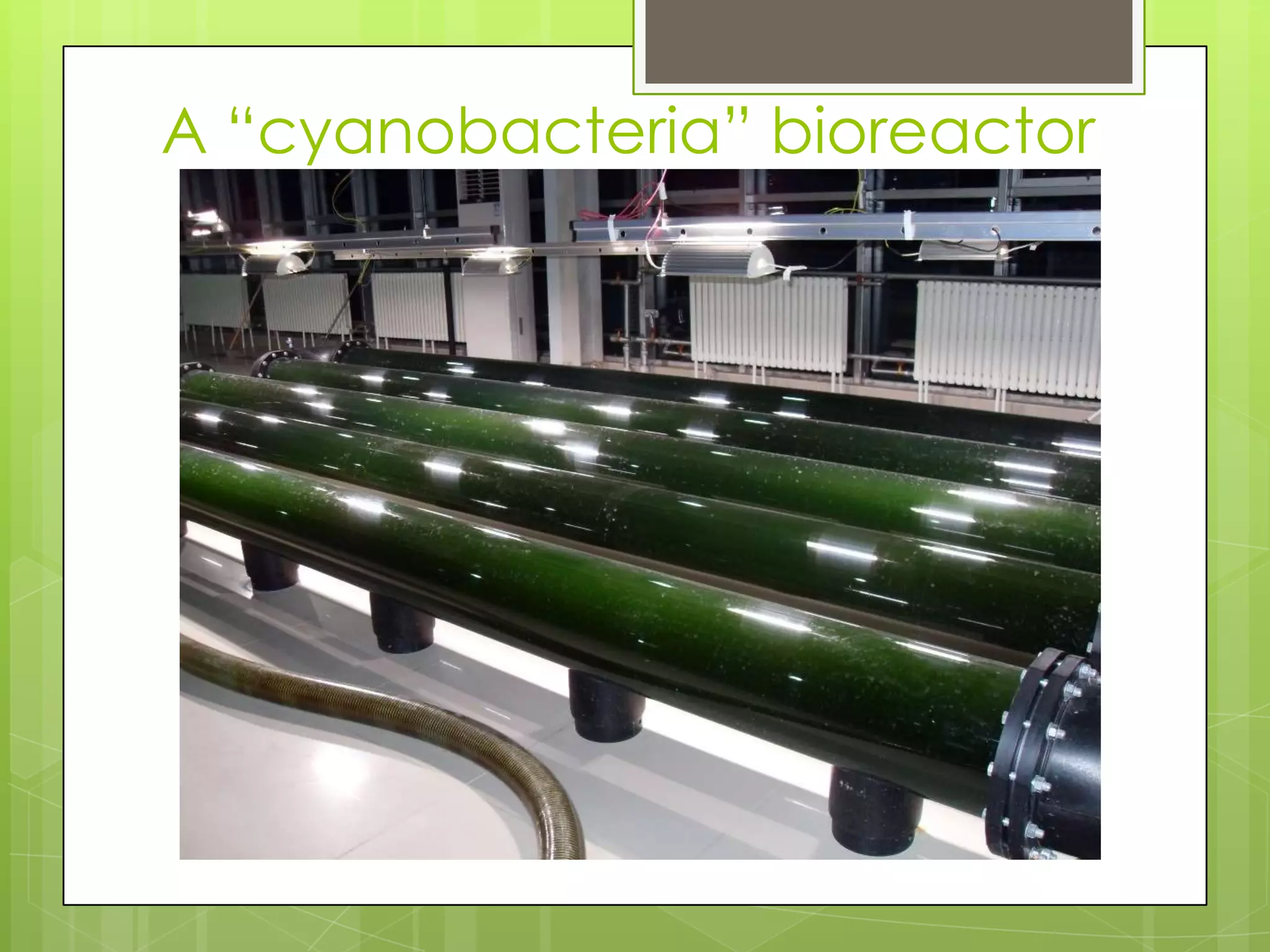 Cyanobacteriaderivedbiodiesel | PPT