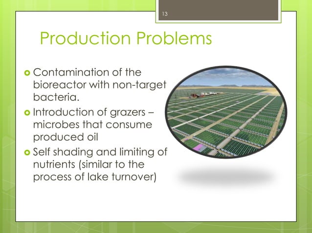 Cyanobacteriaderivedbiodiesel | PPT
