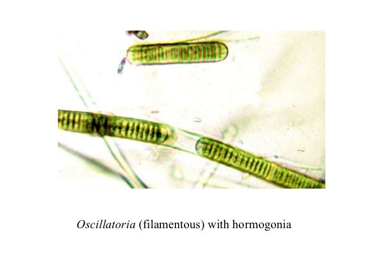 Cyanobacteria lecture