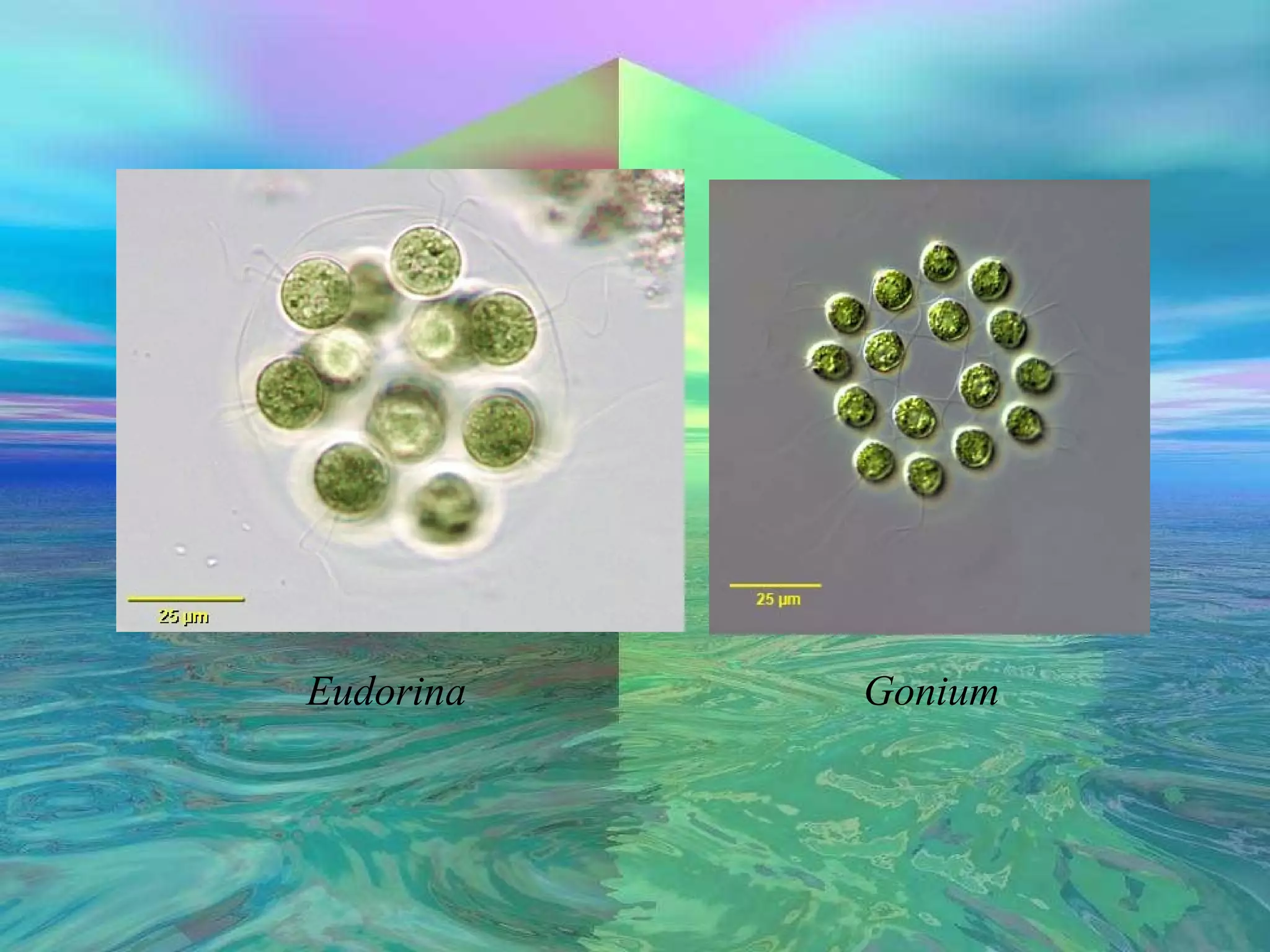 Cyanobacteria lecture | PPT