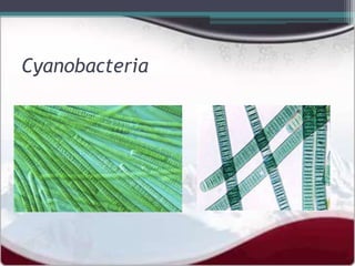 Peran Cyanobacteria | PPTX
