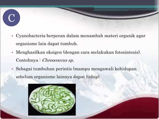 Peran Cyanobacteria | PPTX
