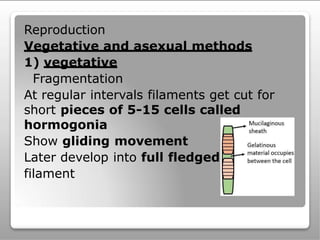 cyanobacteriapptrecent-210706173707.pptx