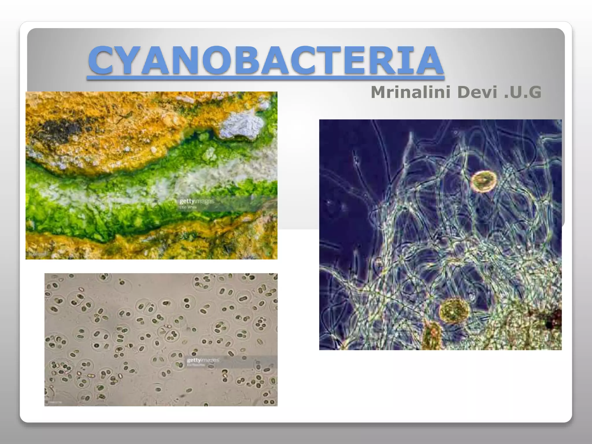 Cyanobacteria ppt recent | PPTX
