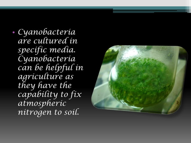 Economic importance of cyanobacteria | PPT | Free Download