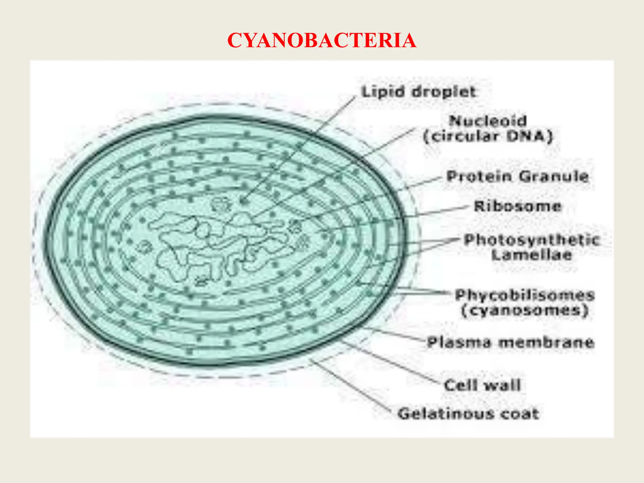 Cyanobacteria & Soil Fertlity.pdf