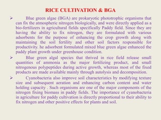 Cyanobacteria & Soil Fertlity.pdf