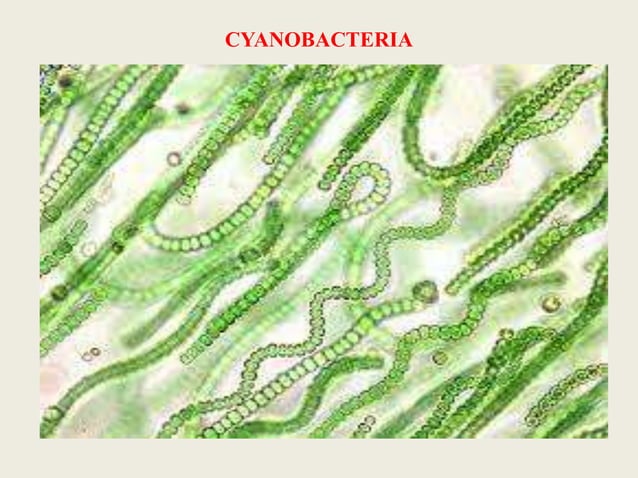 Cyanobacteria & Soil Fertlity.pdf