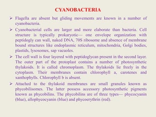 Cyanobacteria & Soil Fertlity.pdf