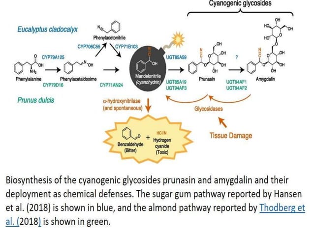 Cyanogenic glycosylates and glucosinolates in plant | PPTX